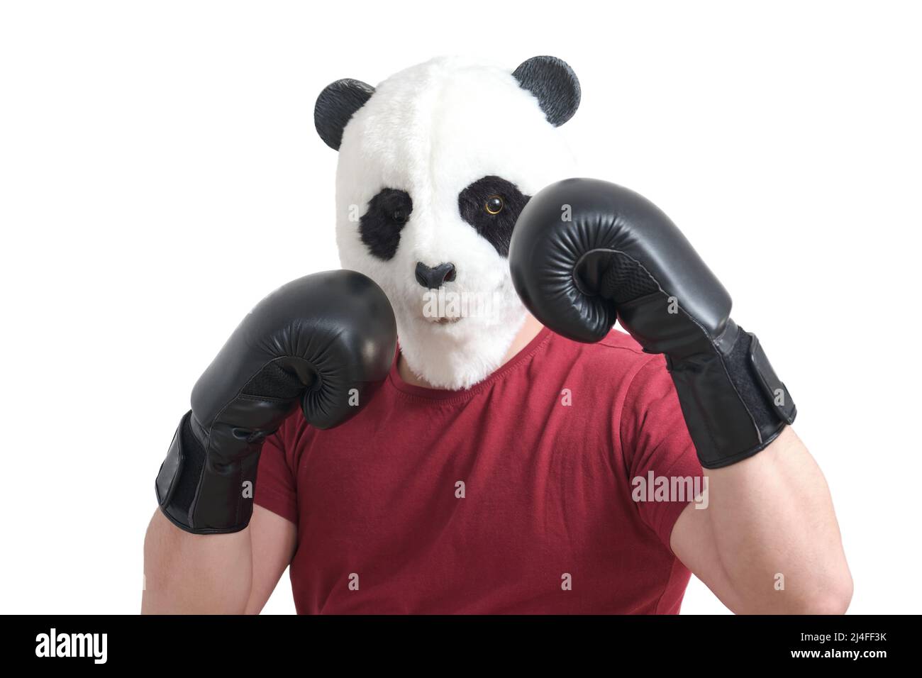 Man wearing a panda mask head and boxing gloves doing boxing stance ...