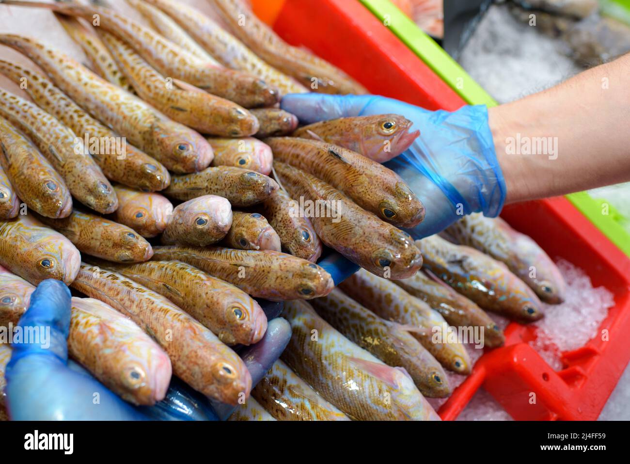 Hands scooping fish from a crate Stock Photo - Alamy