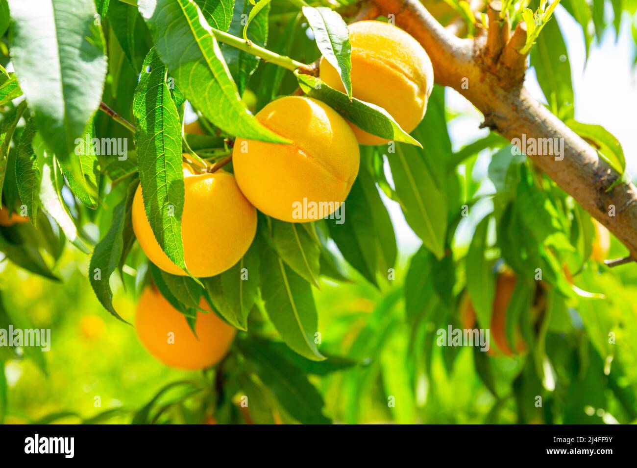 Close up of ripe peaches on trees on sunny day Stock Photo - Alamy