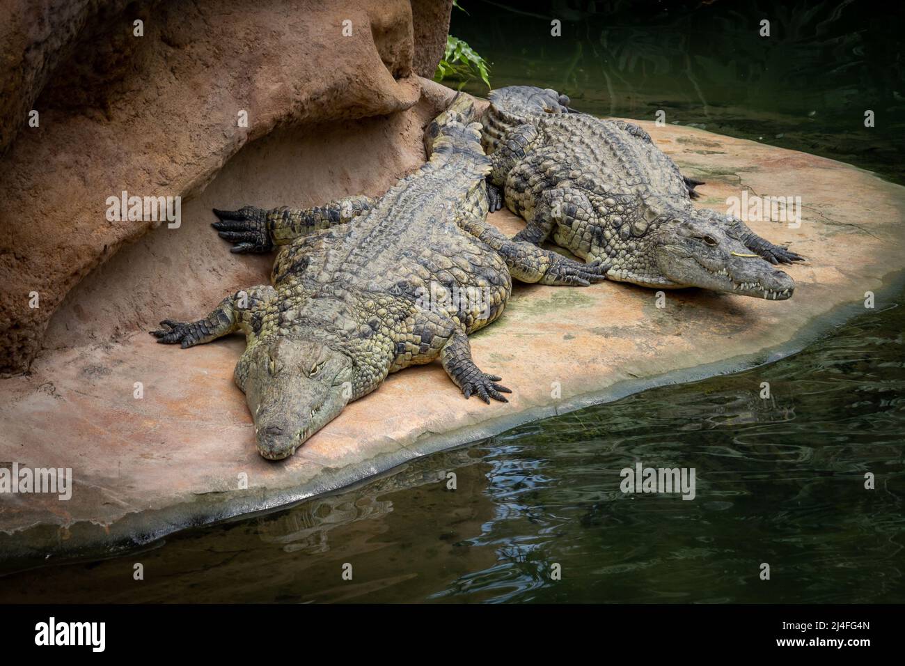 a crocodile in the zoo Stock Photo - Alamy