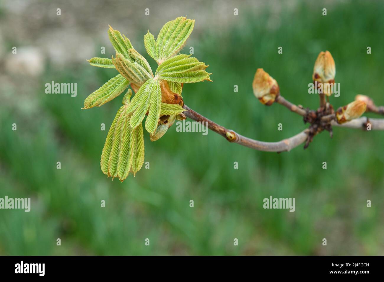 First spring leaves hi-res stock photography and images - Alamy