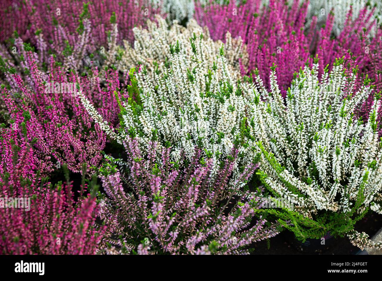 Heather greenhouse hi-res stock photography and images - Alamy