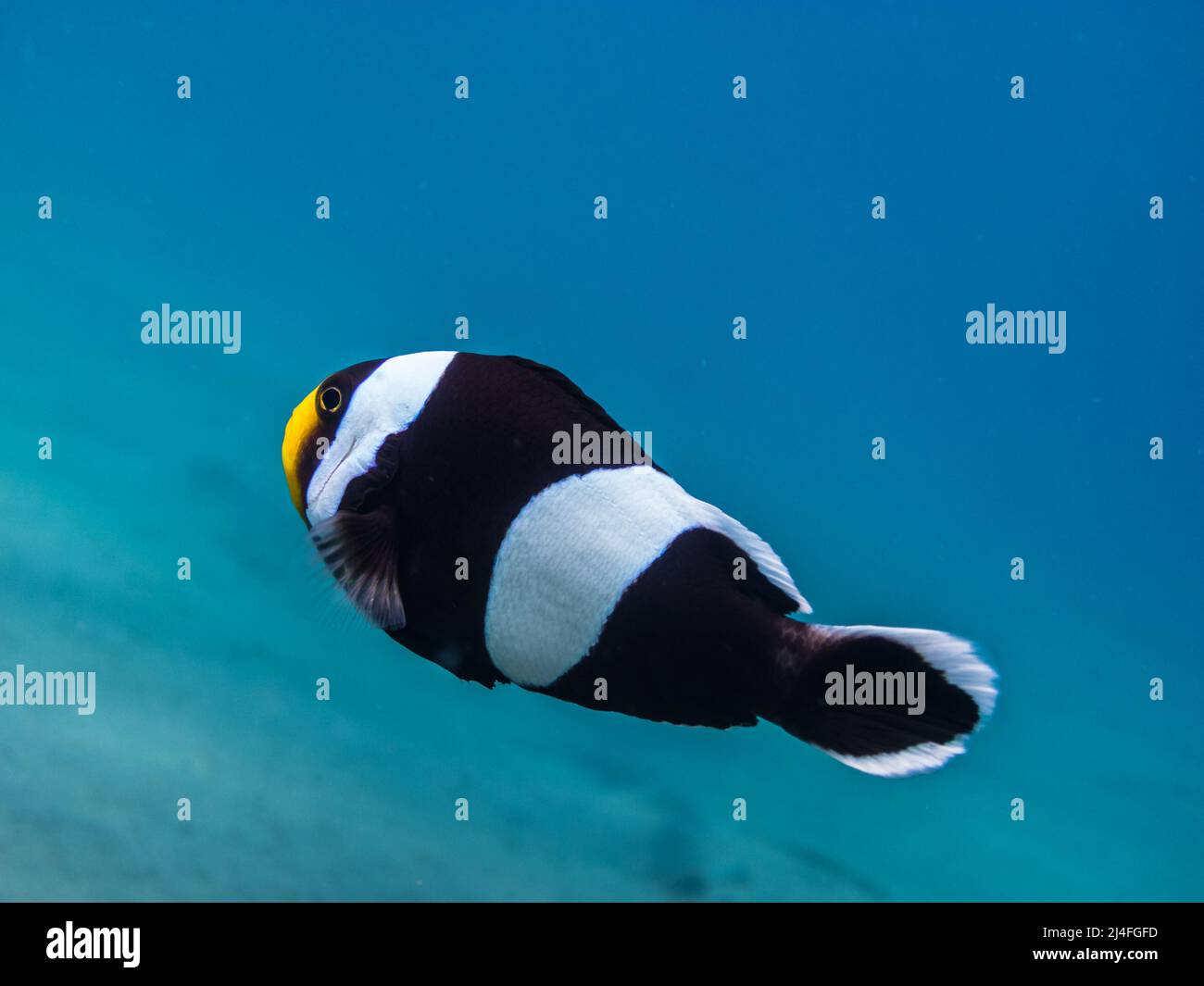 anemone fish view from the side Stock Photo - Alamy