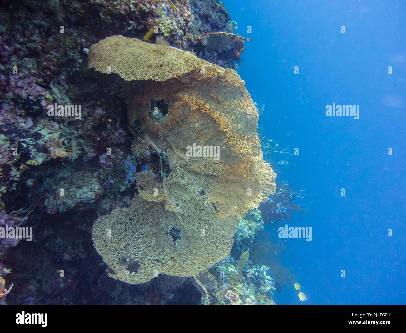 big yellow coral on the reef in the blue sea Stock Photo - Alamy