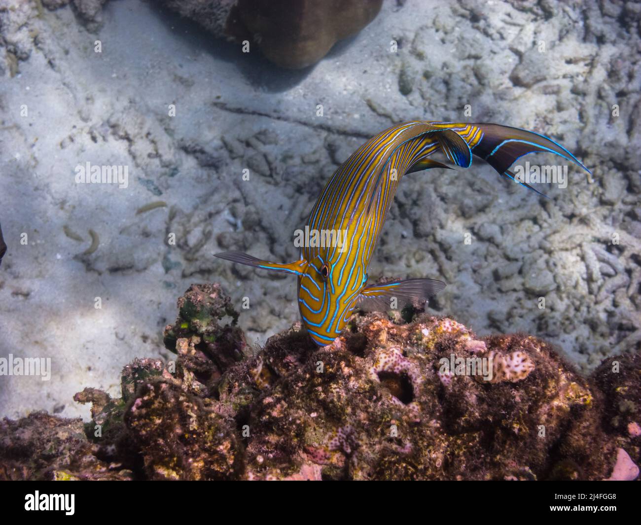 colorful blue fish eating coral Stock Photo - Alamy