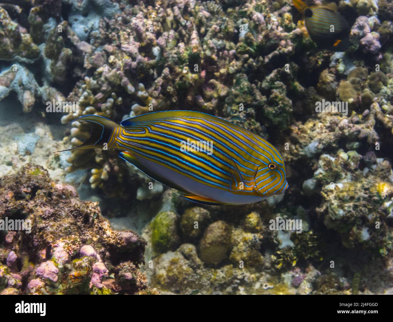 Fish with stripes hi-res stock photography and images - Alamy