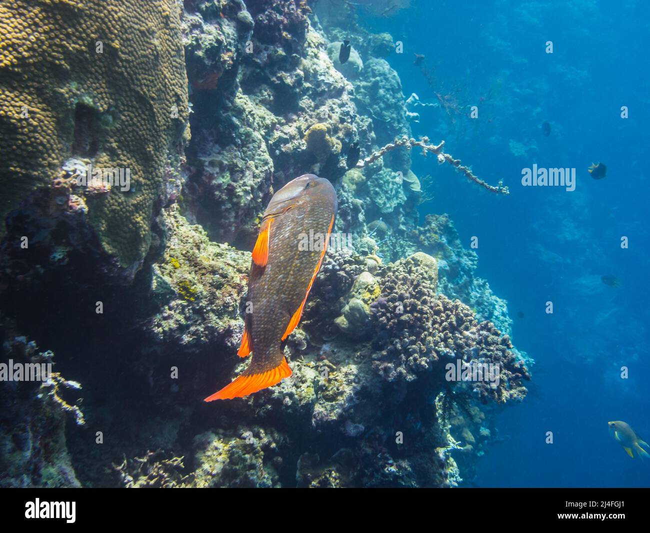 Rudd fish hi-res stock photography and images - Alamy