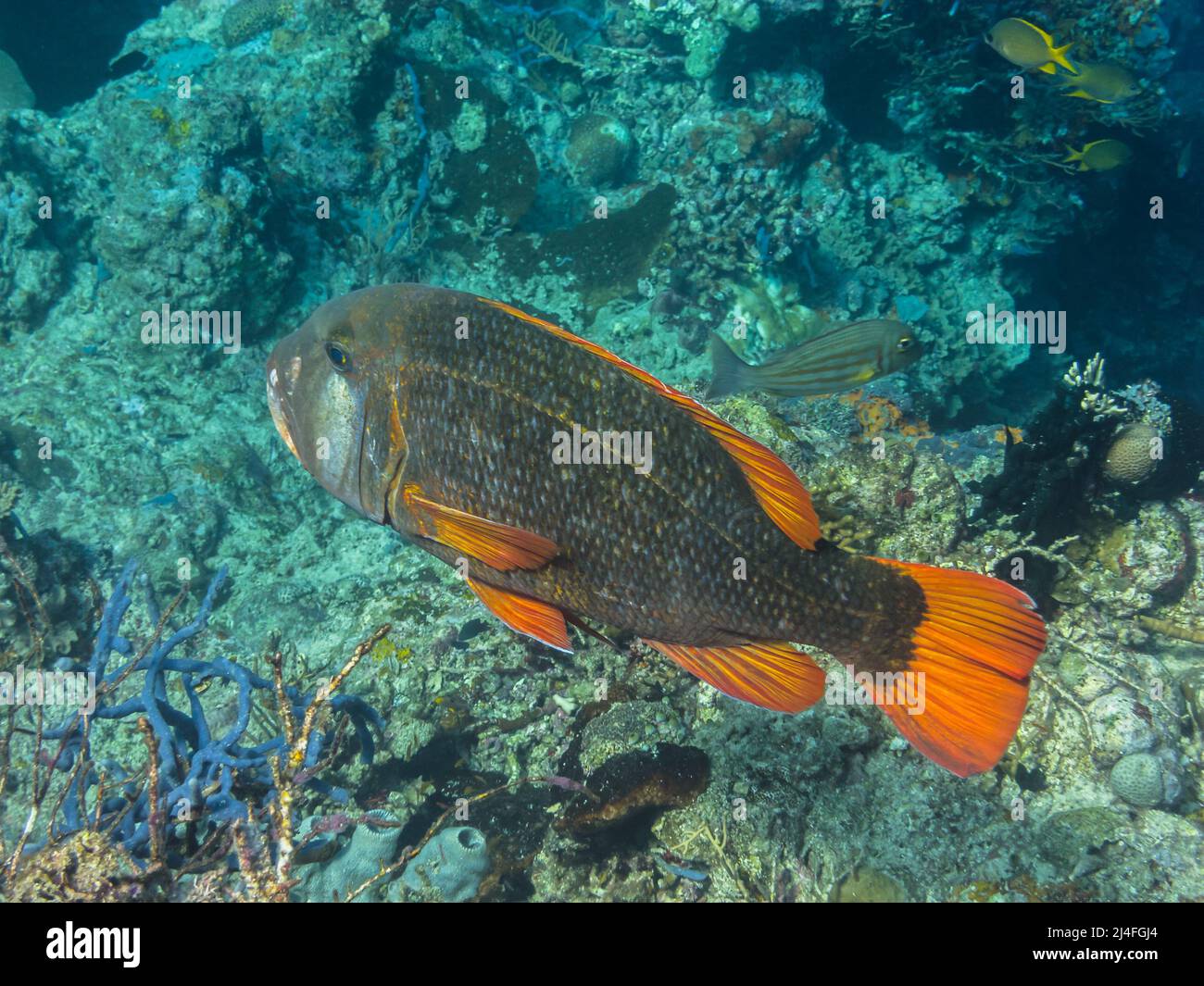 Rudd fish hi-res stock photography and images - Alamy