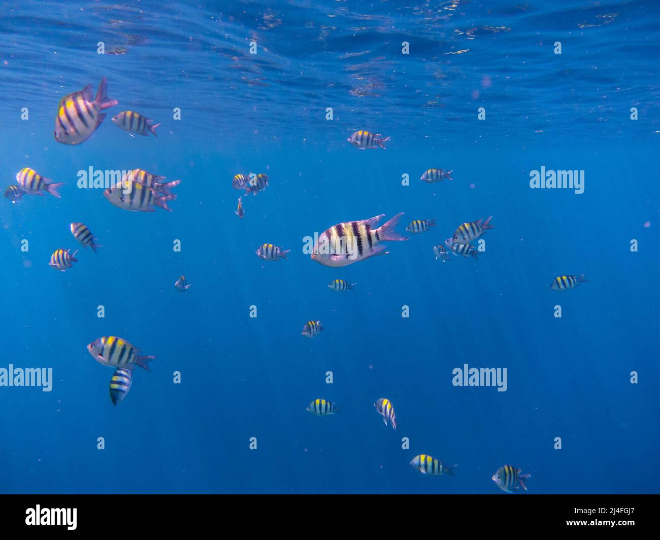 many sergeant fish in the blue sea in indonesia Stock Photo - Alamy