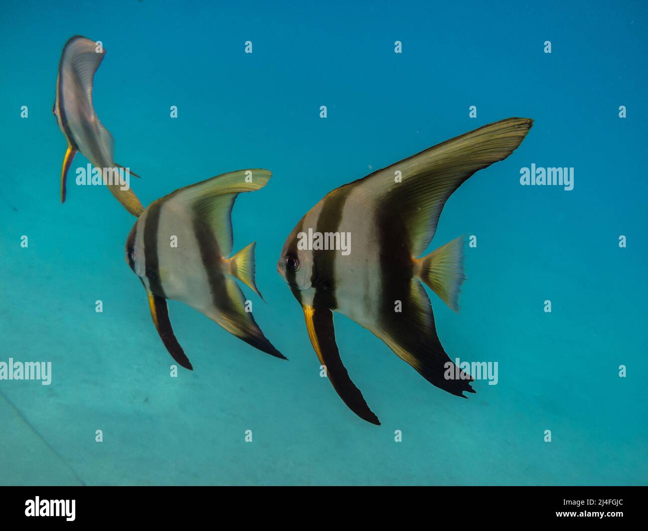 three big butterflyfishes in the sea Stock Photo - Alamy