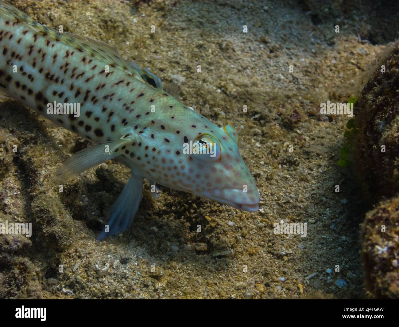checkerboard goby fish on reef in indonesia Stock Photo - Alamy