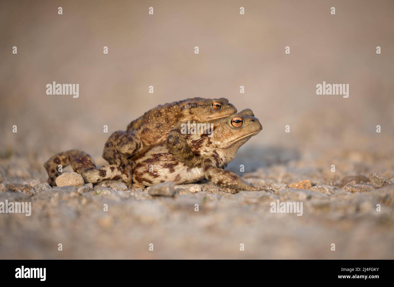Common toads timble hi-res stock photography and images - Alamy