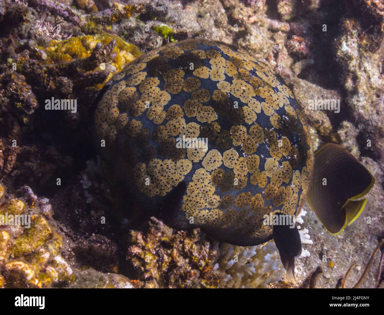 large beautiful round coral in the sea Stock Photo - Alamy