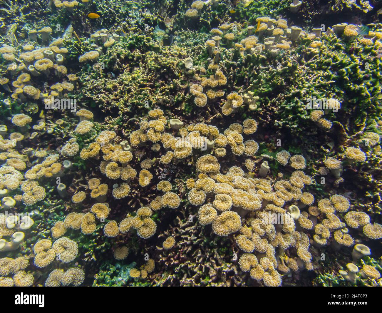 small beautiful coral at the bottom of the sea Stock Photo - Alamy
