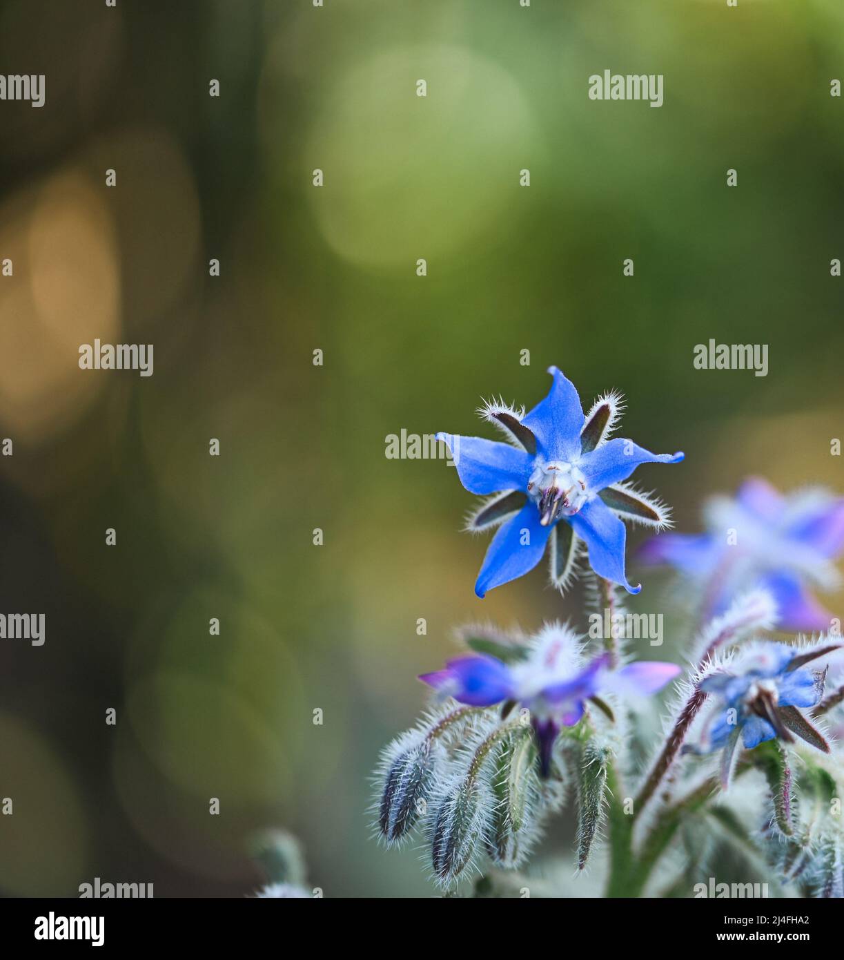 Borage flower hi-res stock photography and images - Alamy