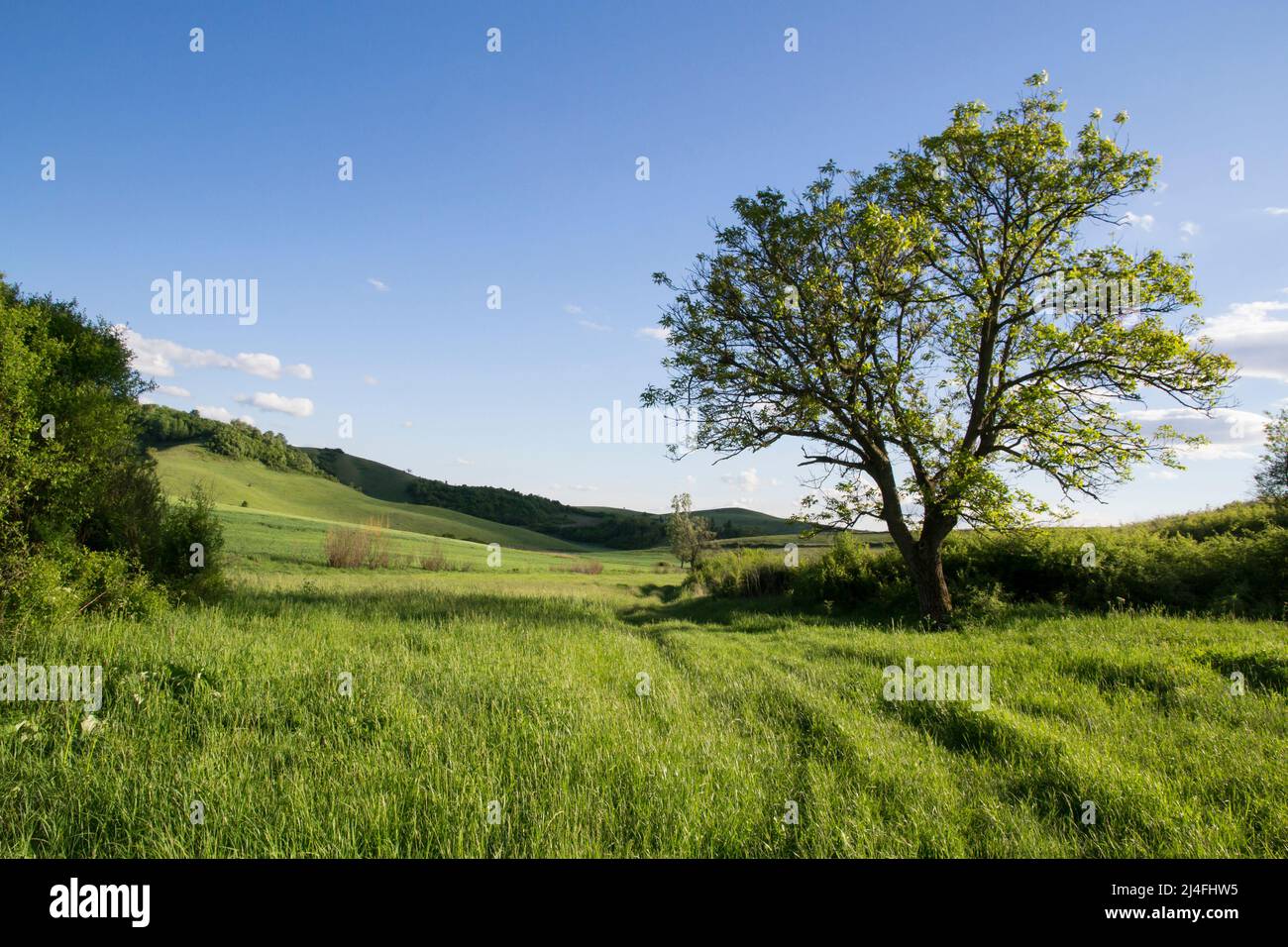 wooded field in hill at summer Stock Photo - Alamy