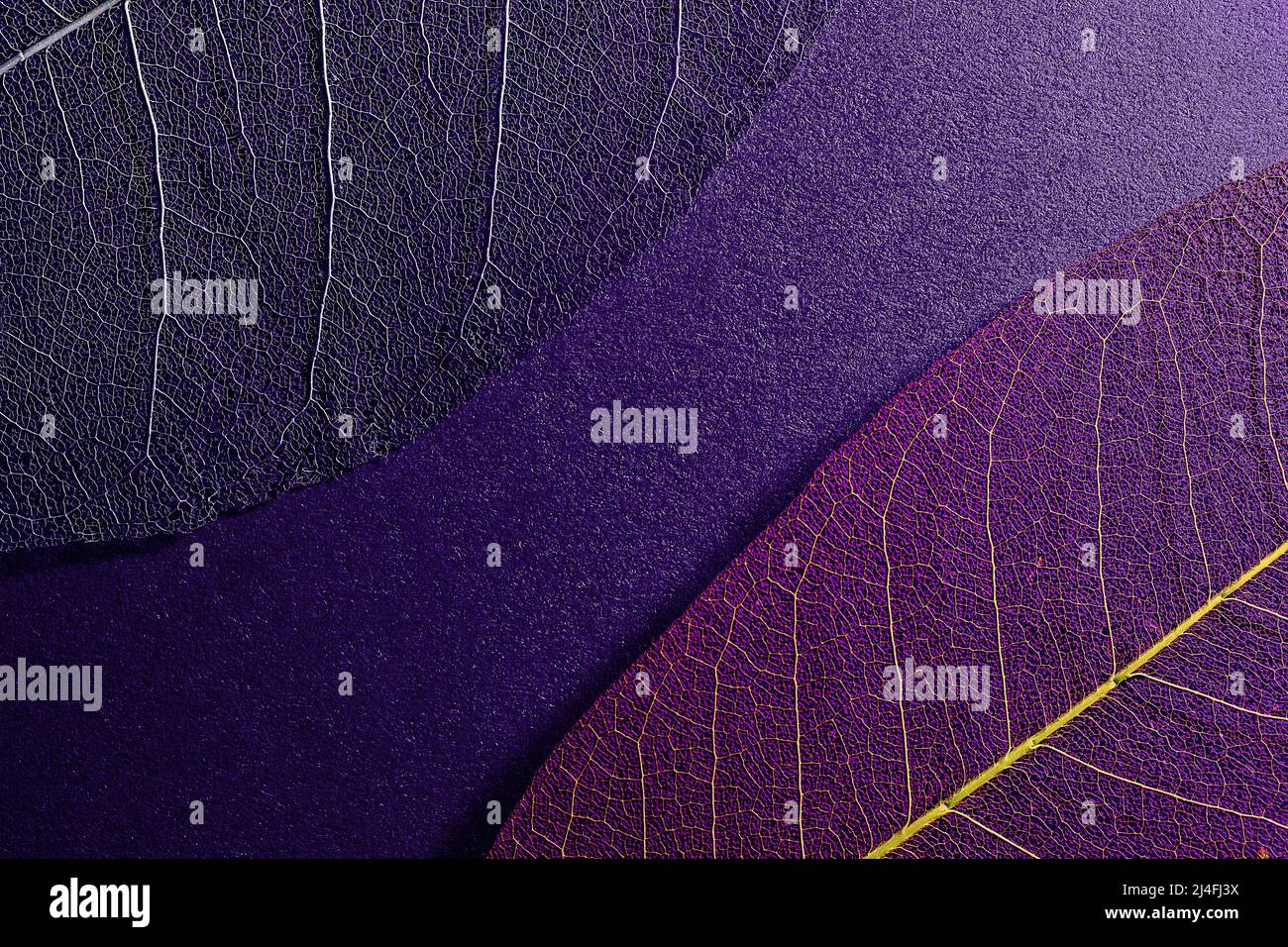 elements of nature authentic naturalness close-up. biophilic nature ...