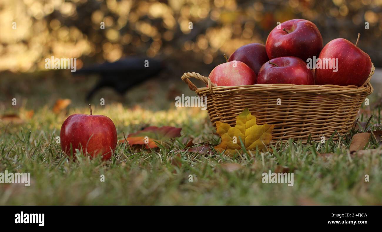 Basket of Red Apples outdoors in Autumn with crow Shallow DOF Stock ...