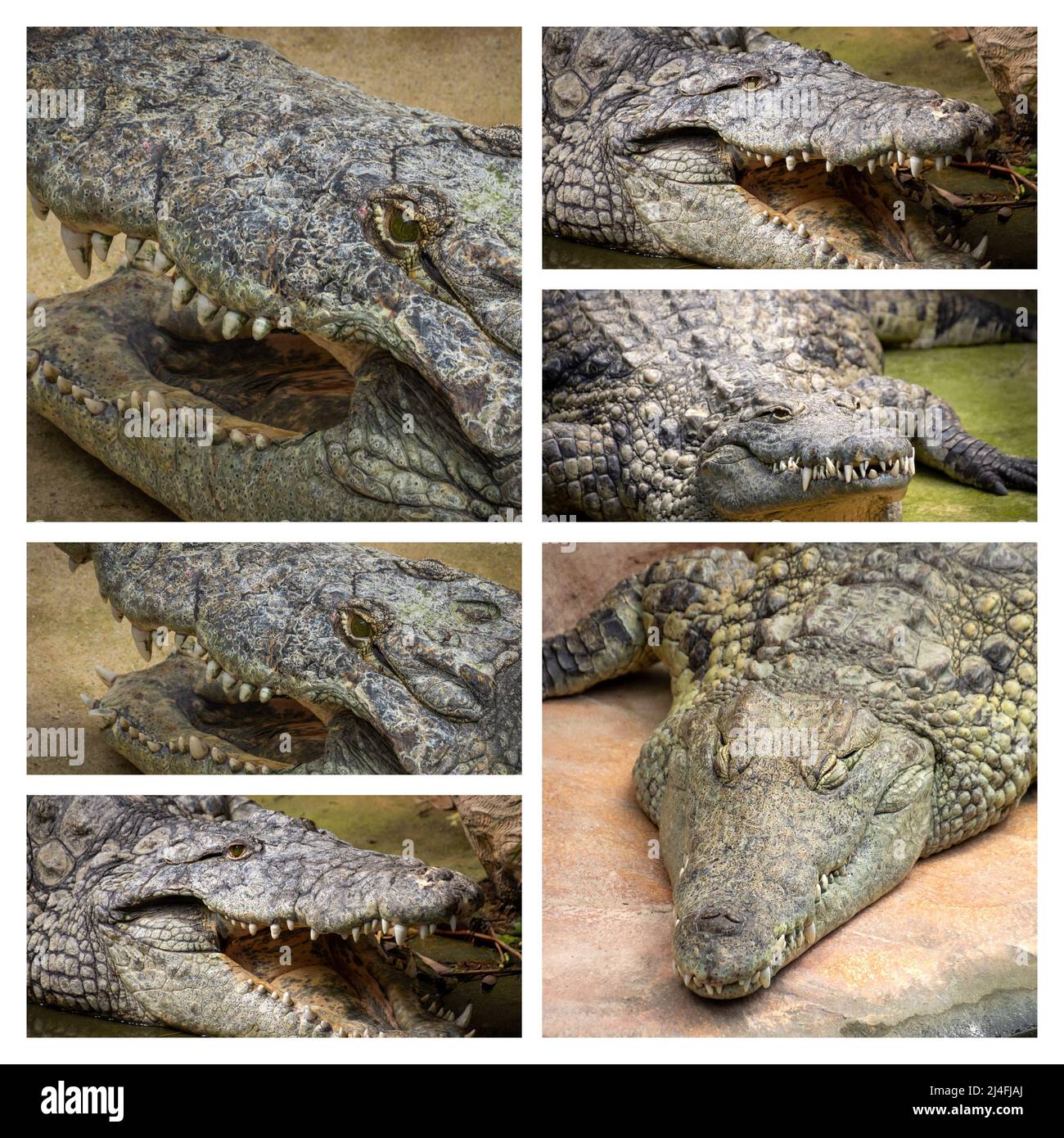 collage of crocodiles, reptiles Stock Photo - Alamy