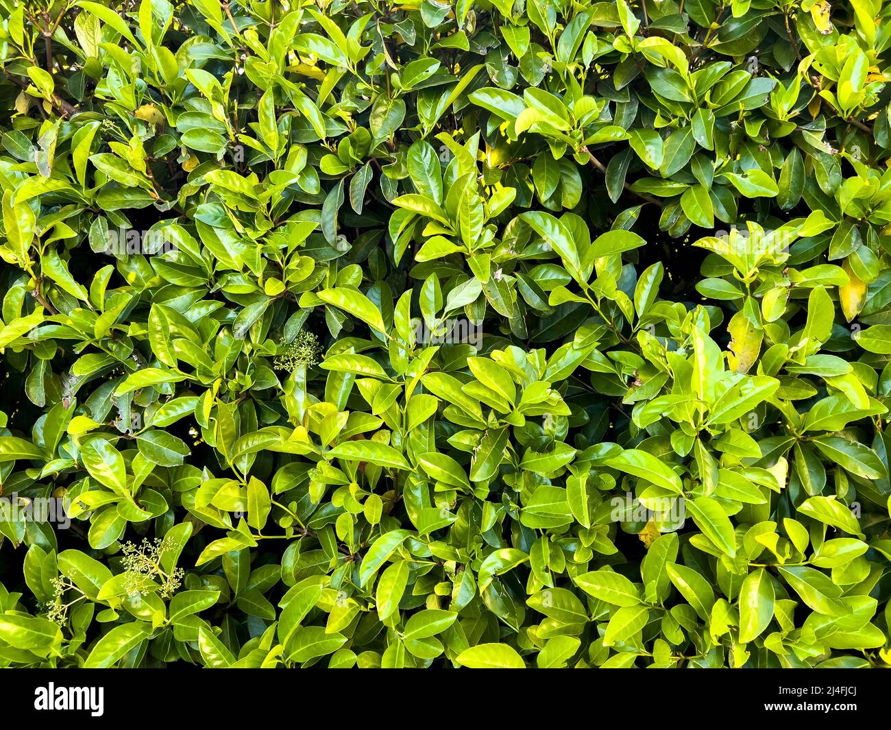 Fresh green leaf in spring. Closeup on natural greenery leaf's ...