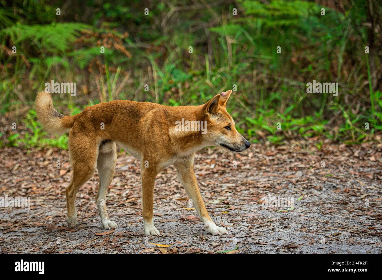 Dingo (Canis lupus dingo) adult male, on an inland forest track on ...