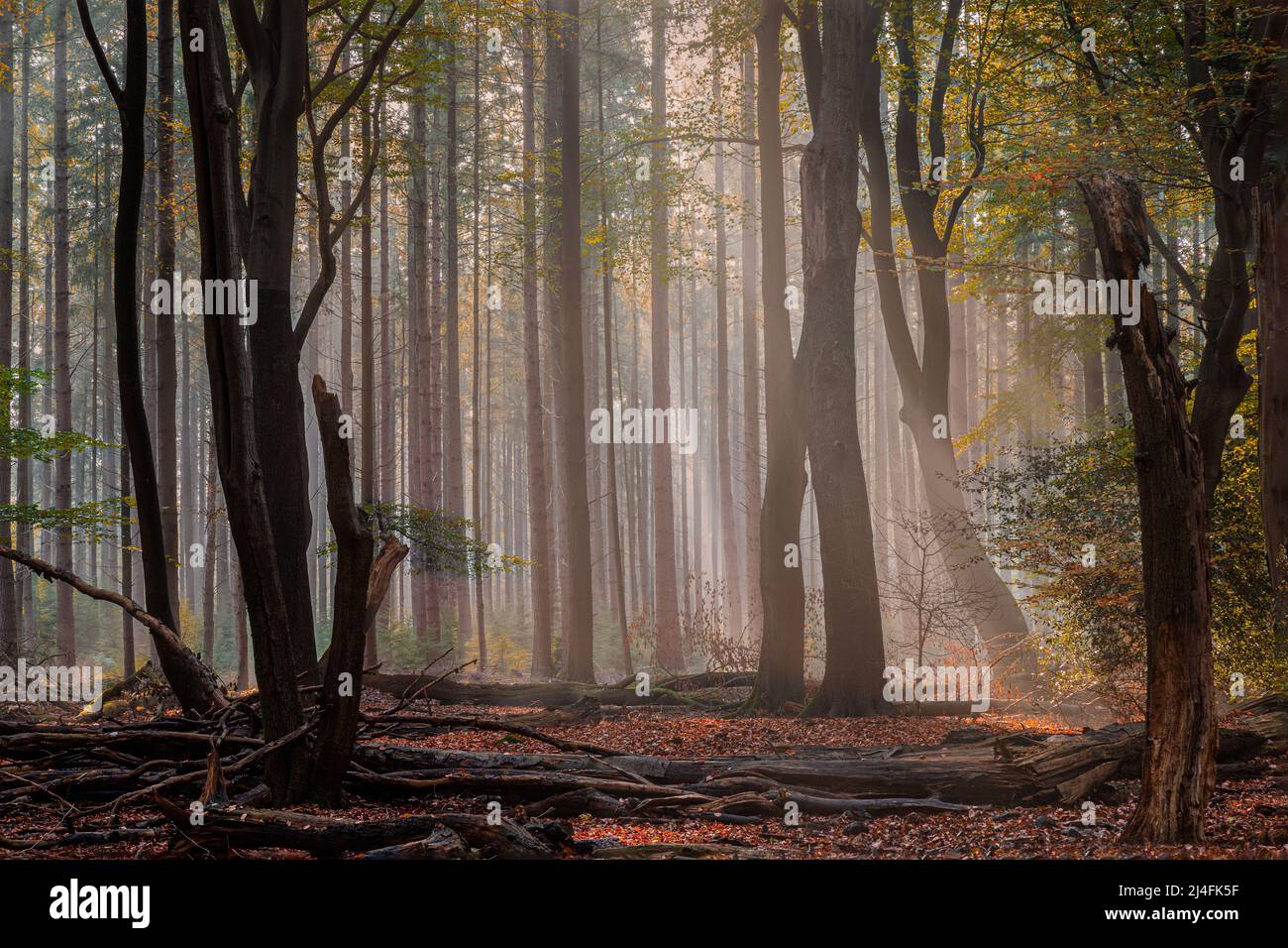 The "dancing" trees in one of the oldest forests in the Netherlands ...