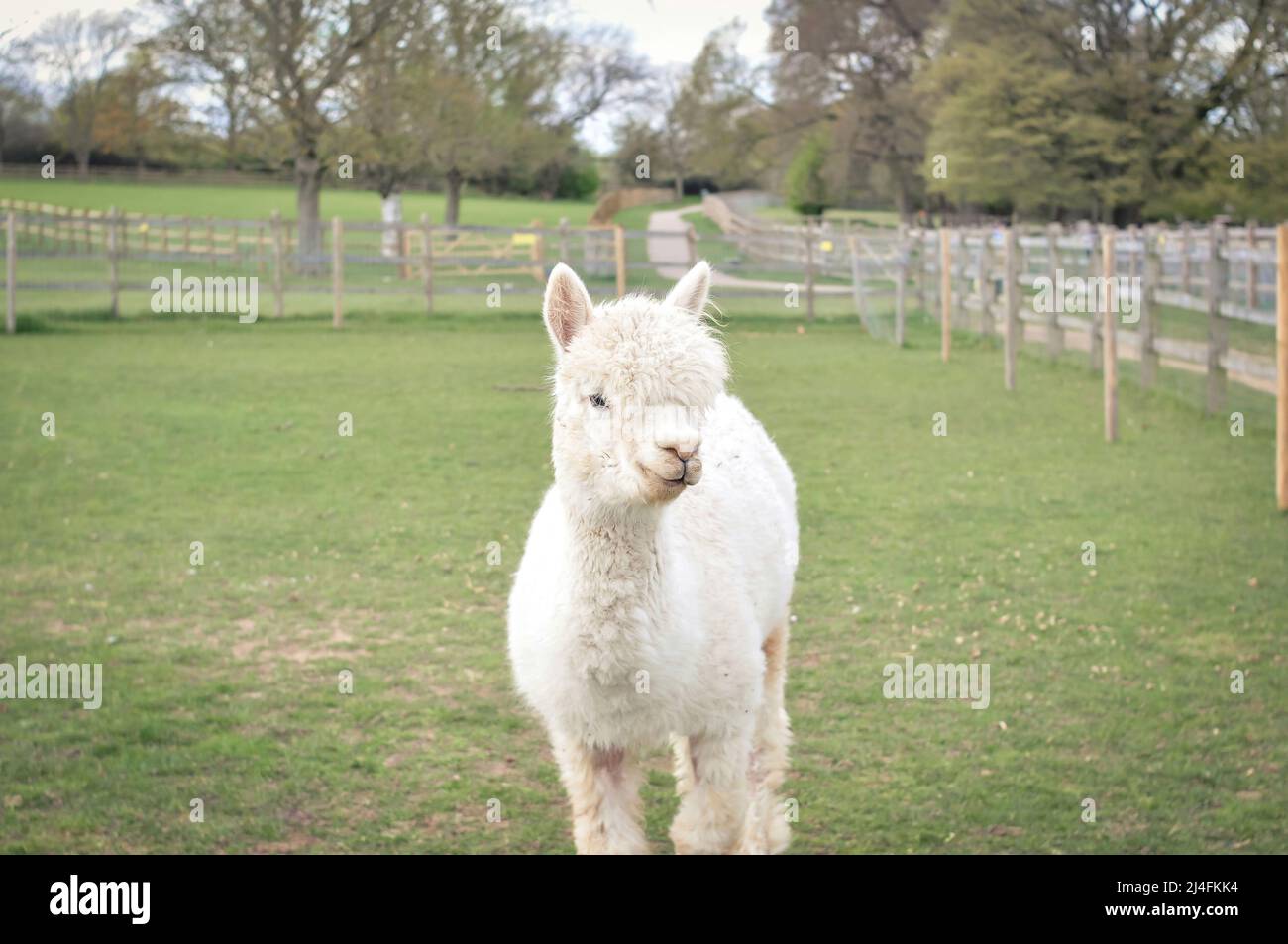The Flood In A Really Fat Llama