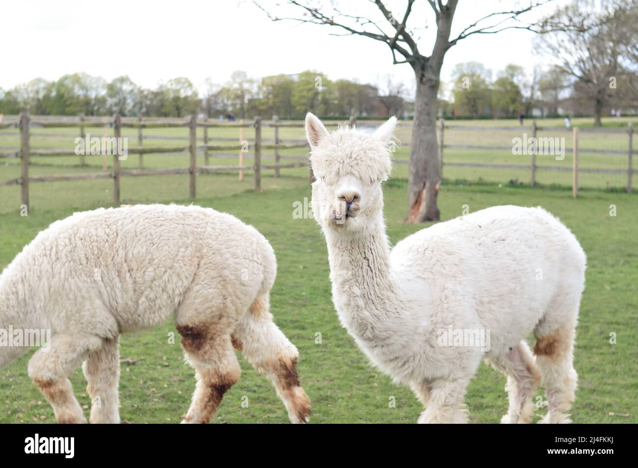 White curly lama grazing on the farm in spring Stock Photo - Alamy