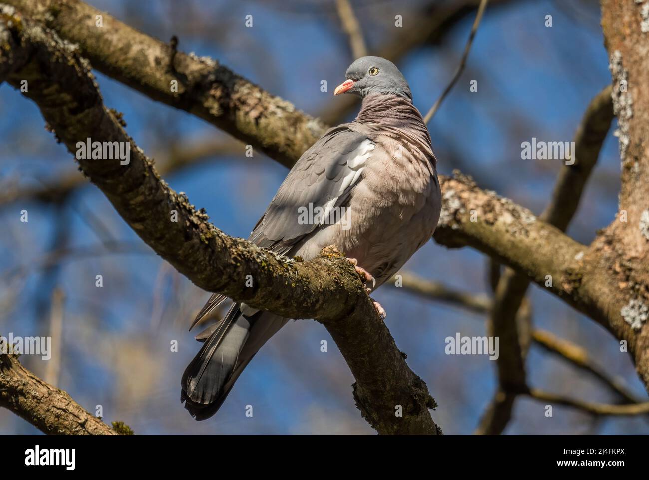 Woodpigeon - Columba palumbus, beautiful colorful pigeon from European ...
