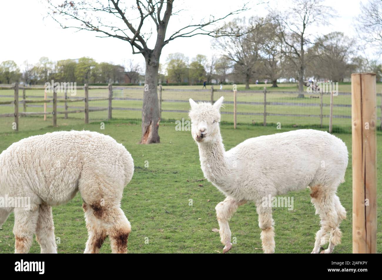 White curly lama grazing on the farm in spring Stock Photo - Alamy