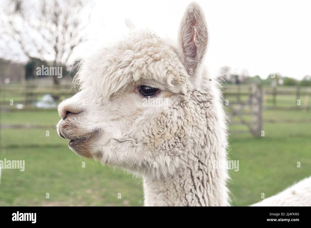 The Flood In A Really Fat Llama