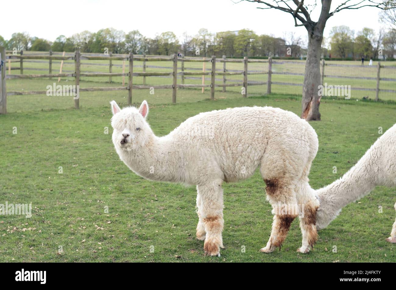 The Flood In A Really Fat Llama