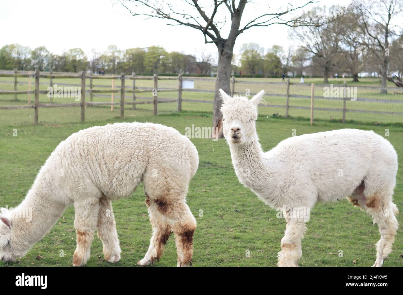 The Flood In A Really Fat Llama