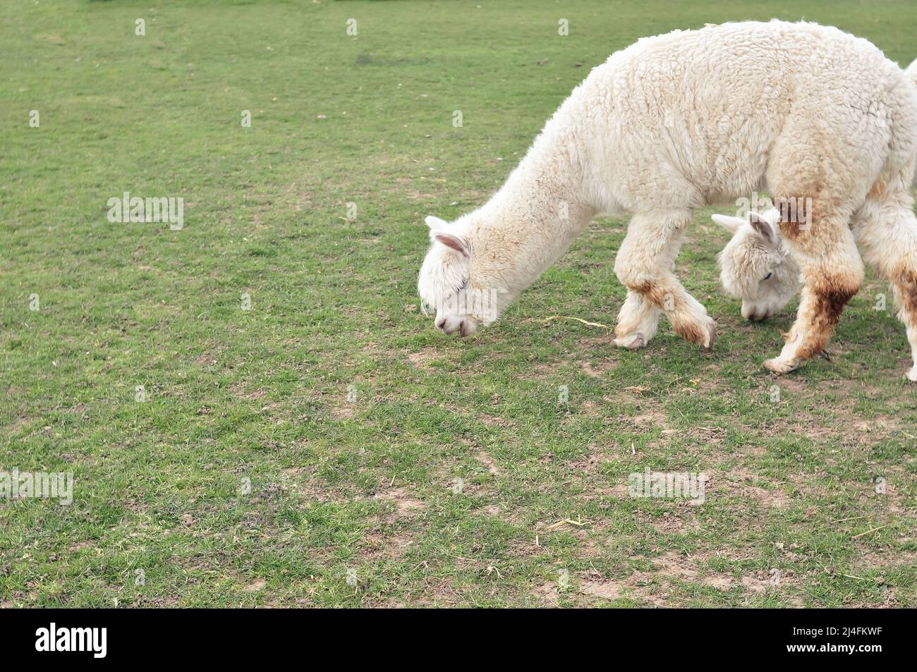 White curly lama grazing on the farm in spring Stock Photo - Alamy
