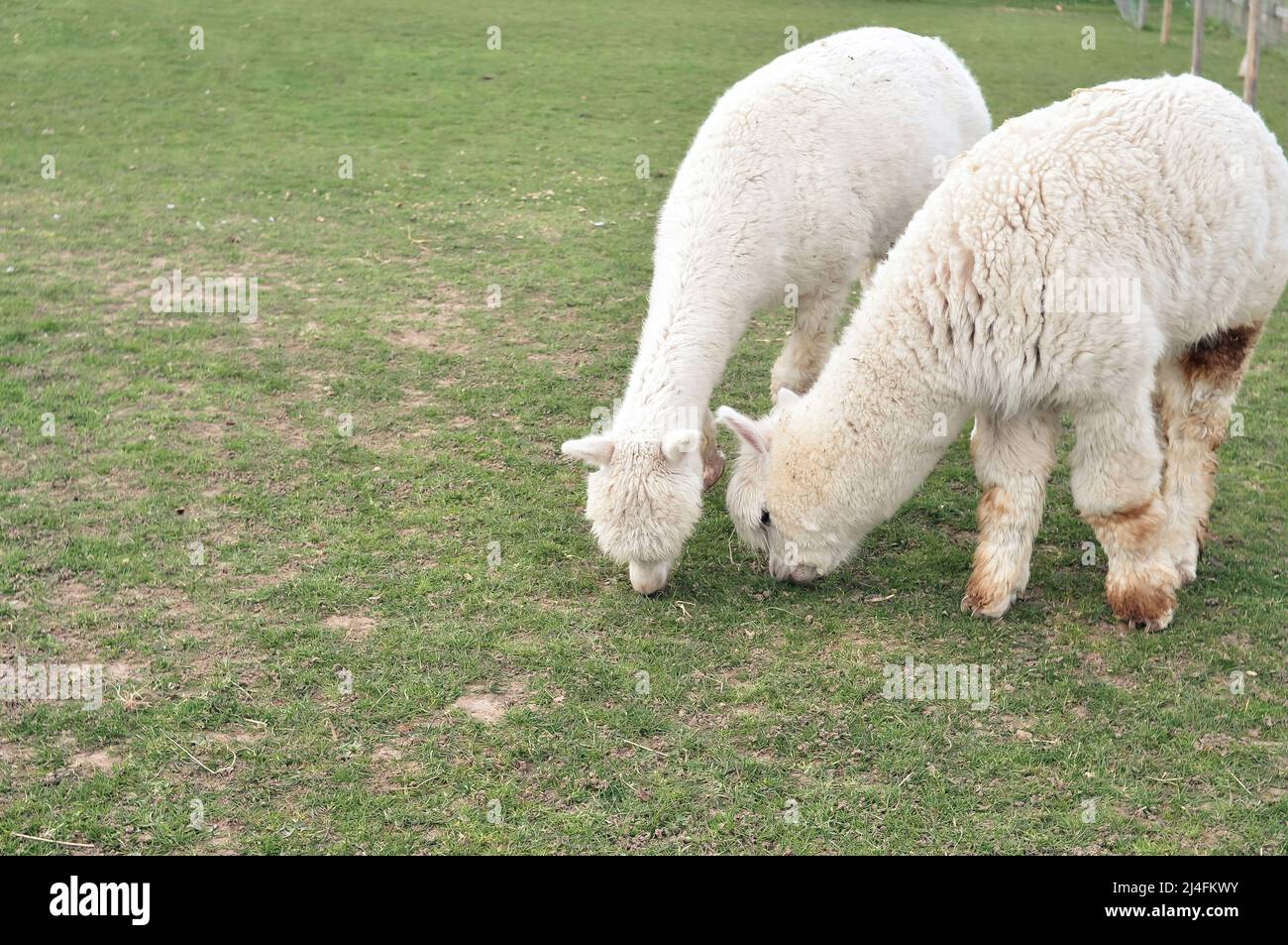 White curly lama grazing on the farm in spring Stock Photo - Alamy