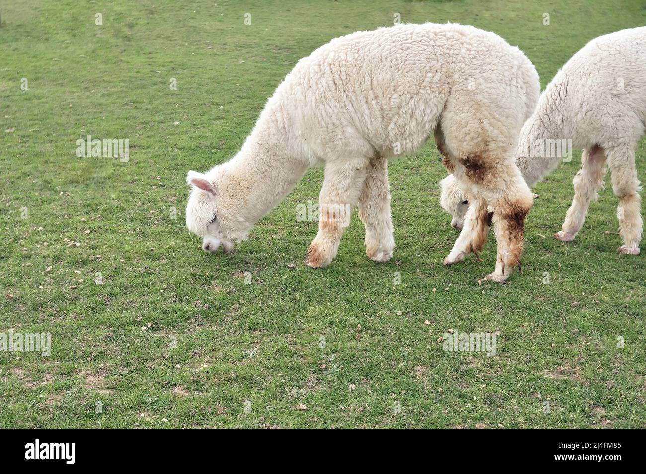 White curly lama grazing on the farm in spring Stock Photo - Alamy