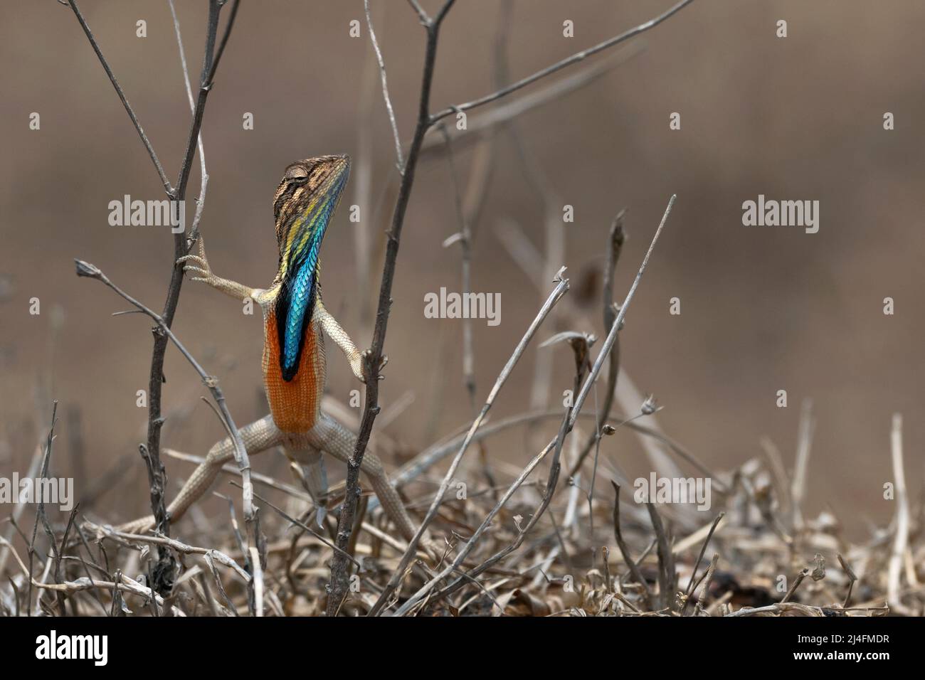 The image of fan-throated lizard (Sitana ponticeriana) was taken in ...