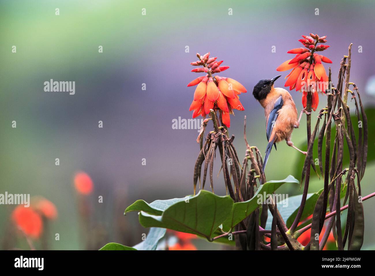 The image of rufous sibia (Heterophasia capistrata) was taken in ...