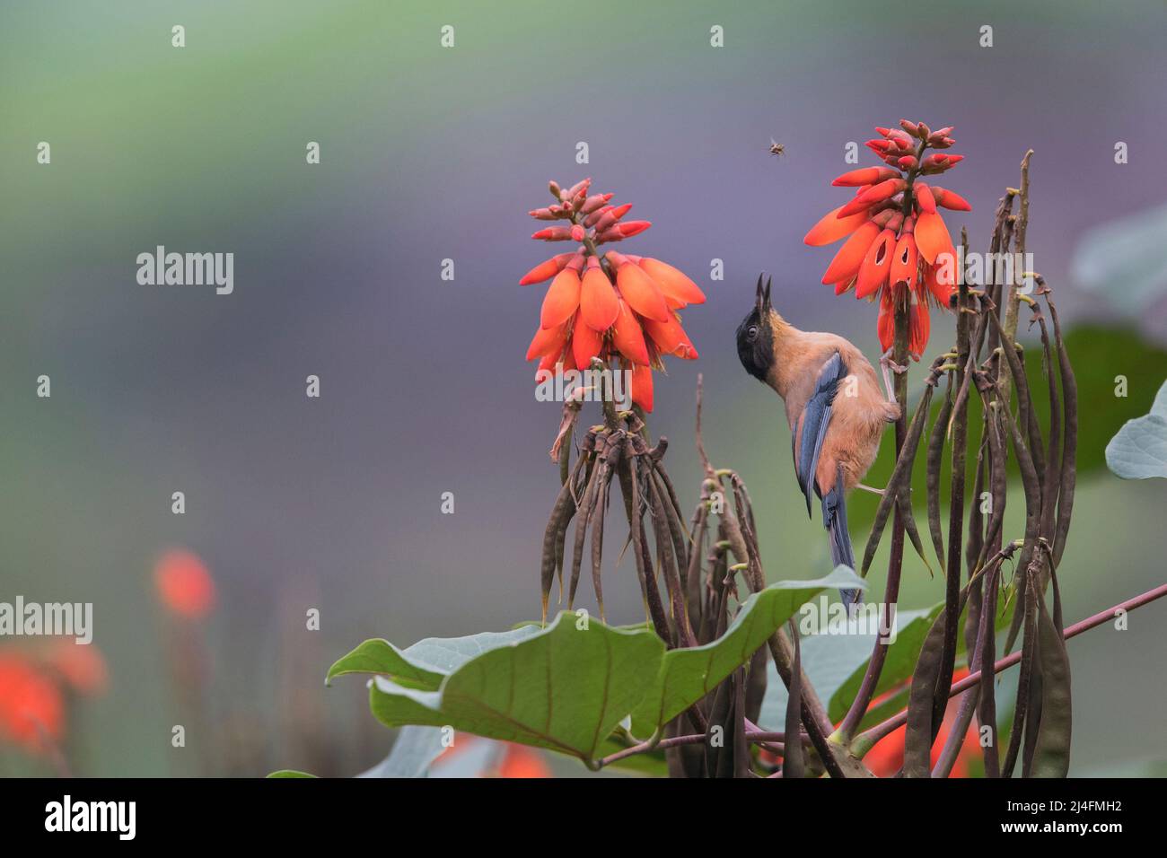 The image of rufous sibia (Heterophasia capistrata) was taken in ...