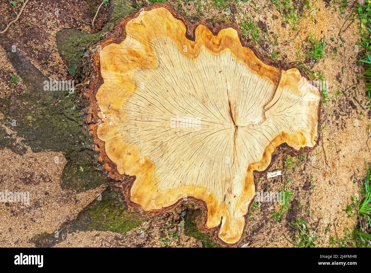 Age rings displayed on the stump of a felled Oak tree ( Quercus Stock ...