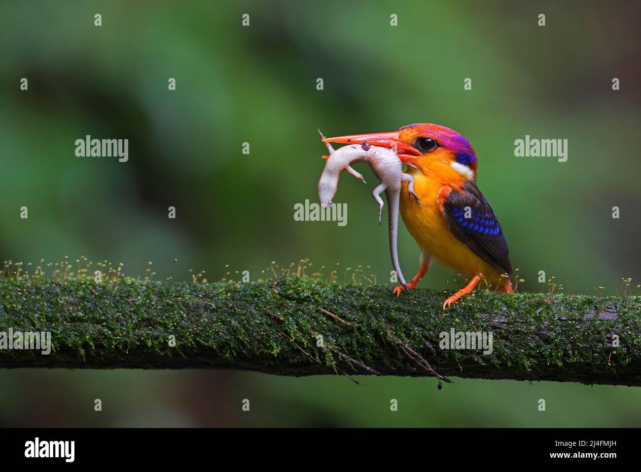 The image of oriental dwarf kingfisher (Ceyx erithaca) WAS TAKEN IN ...