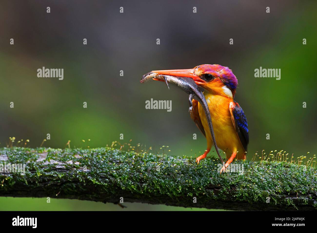 Foodfights hi-res stock photography and images - Alamy