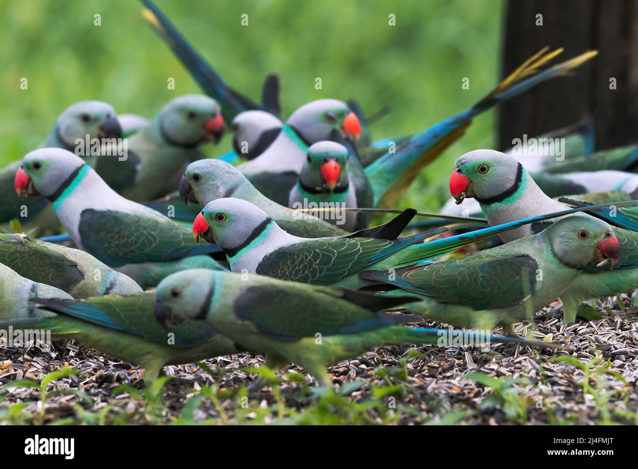 The image of Malabar parakeet (Psittacula columboides) was taken in ...