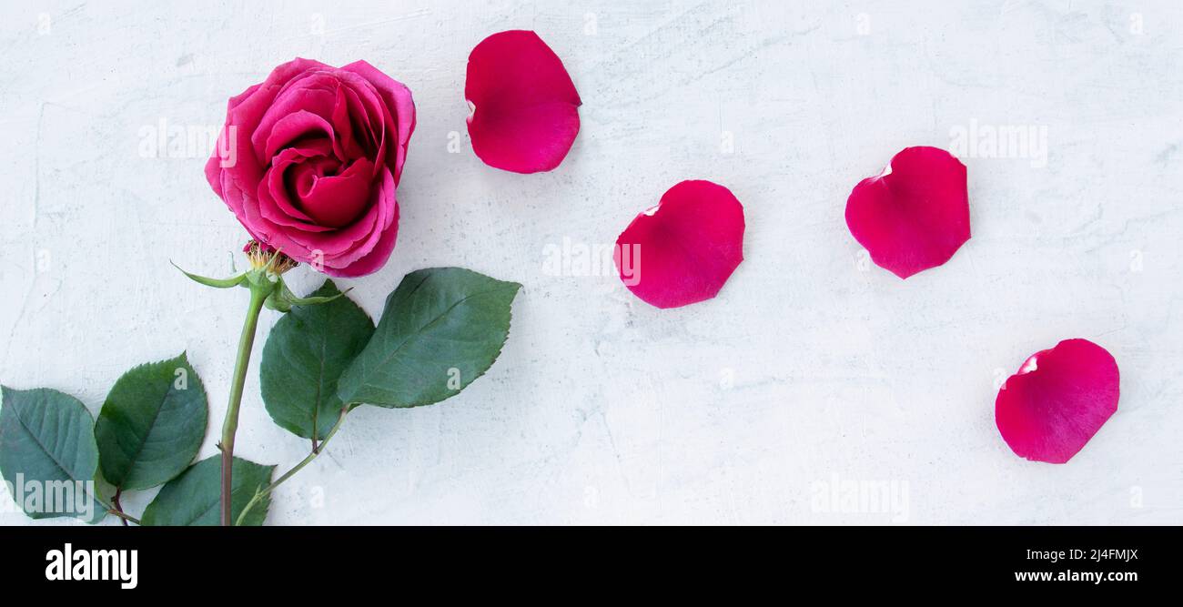 banner with flat lay with surreal minimalist scarlet rose on gray ...