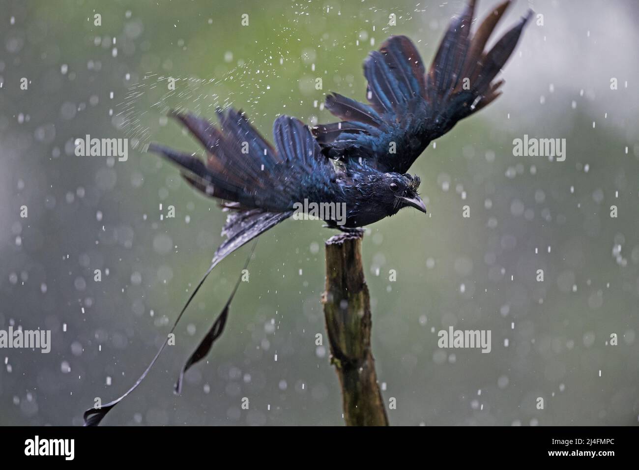 The image of greater racket-tailed drongo (Dicrurus paradiseus) was ...