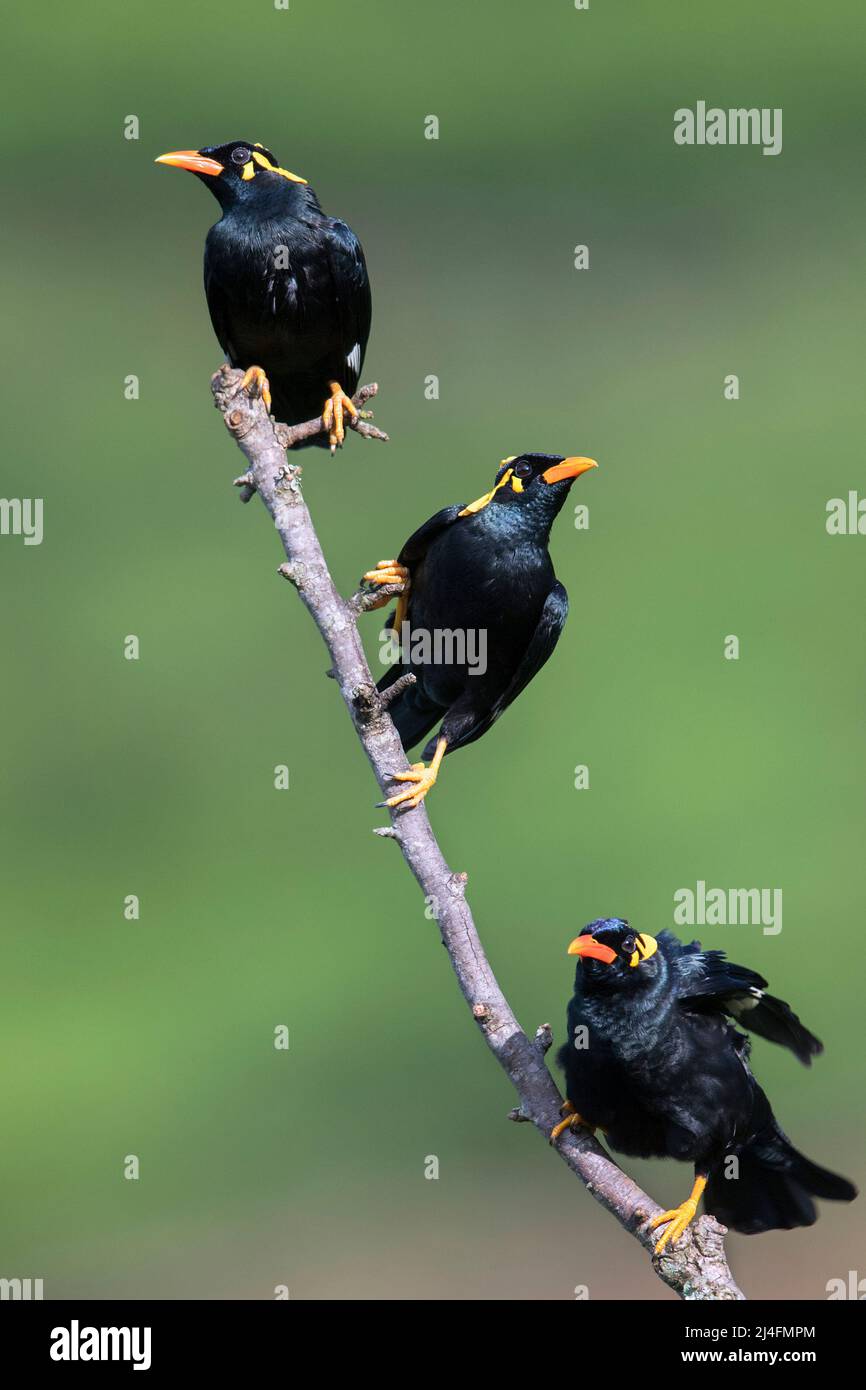 Gracula indica hi-res stock photography and images - Alamy