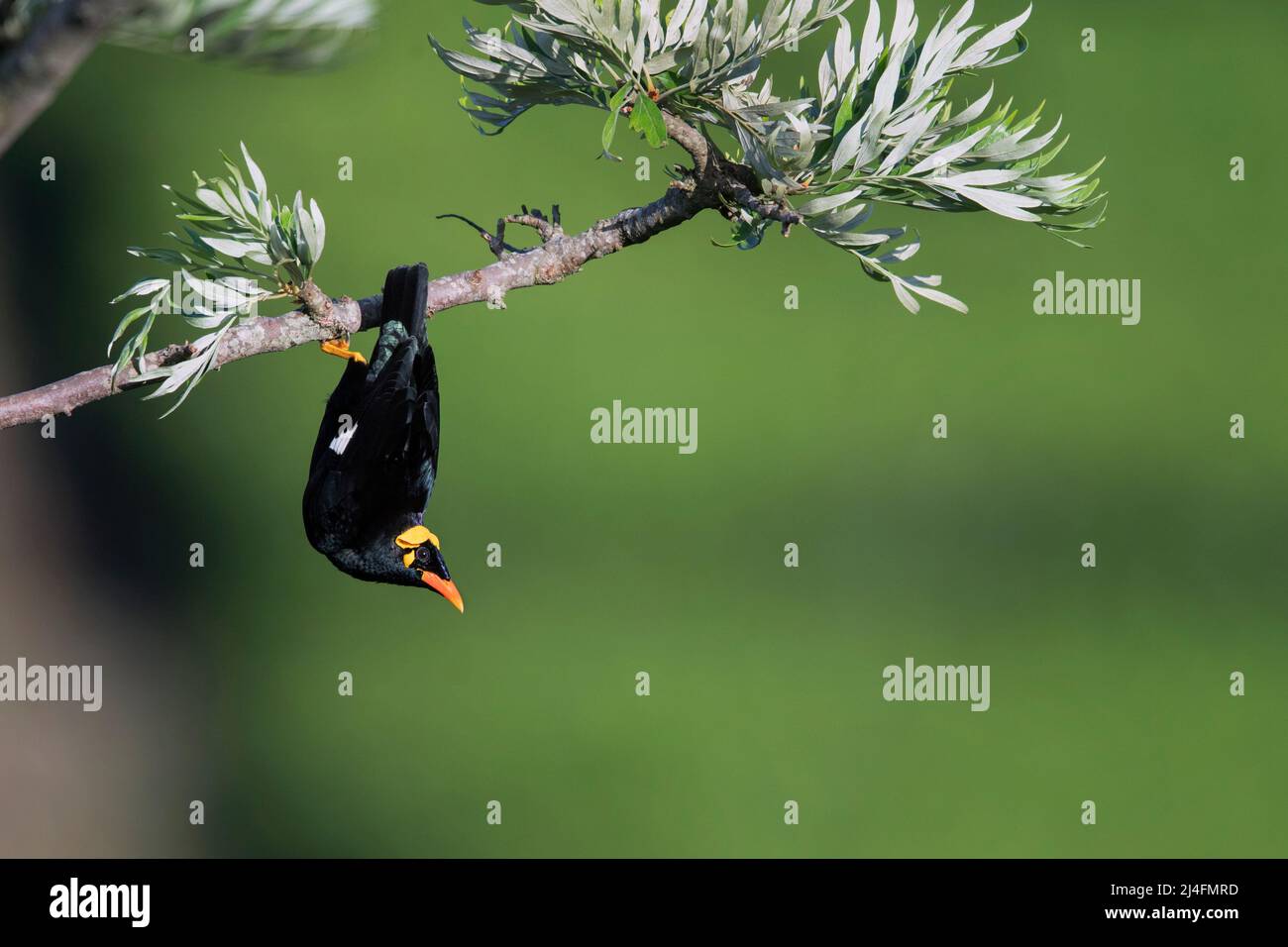 The image of Southern Hill Myna or Lesser Hill Myna (Gracula indica ...