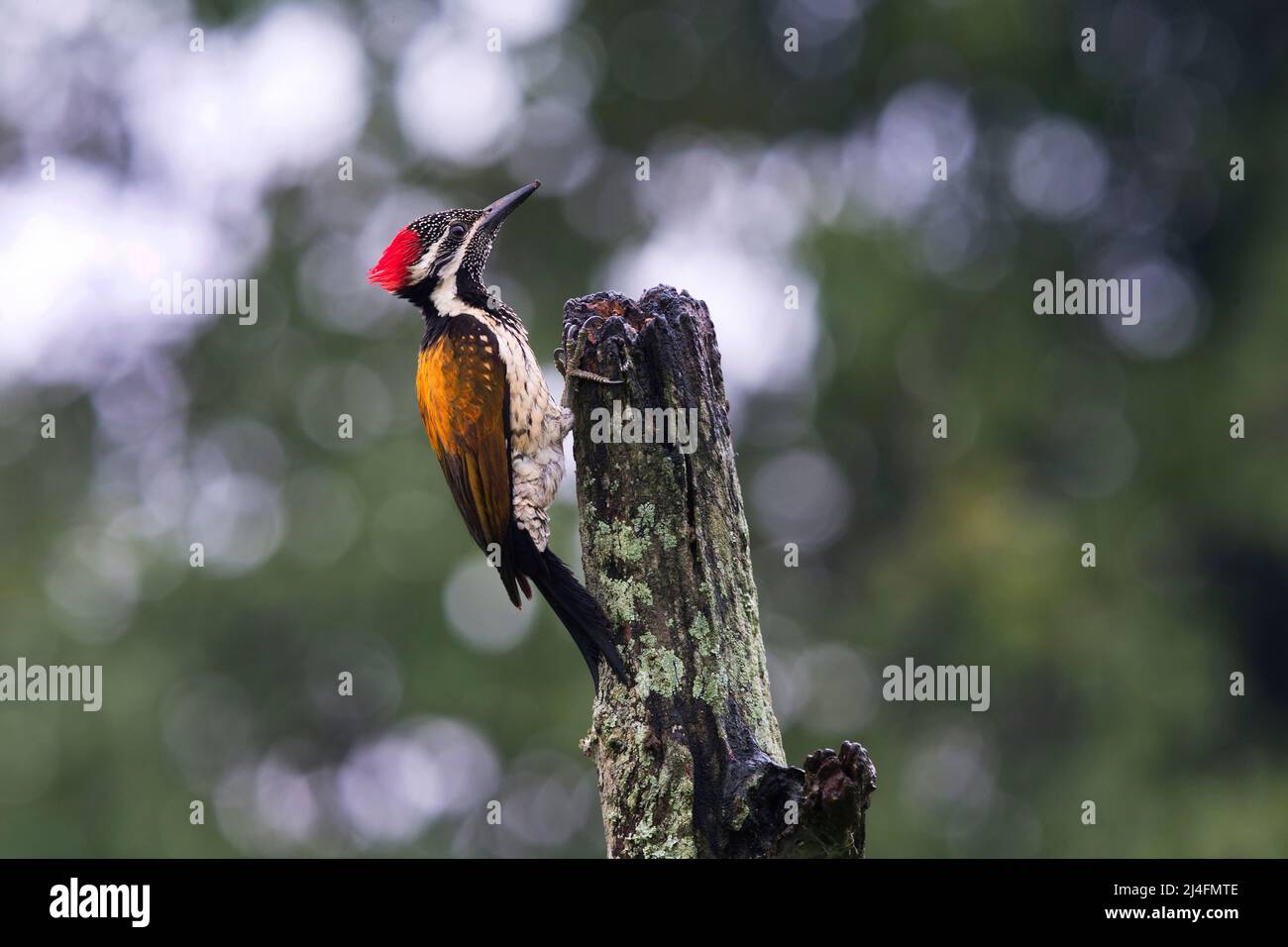 The image of black-rumped flameback (Dinopium benghalense) was taken in ...