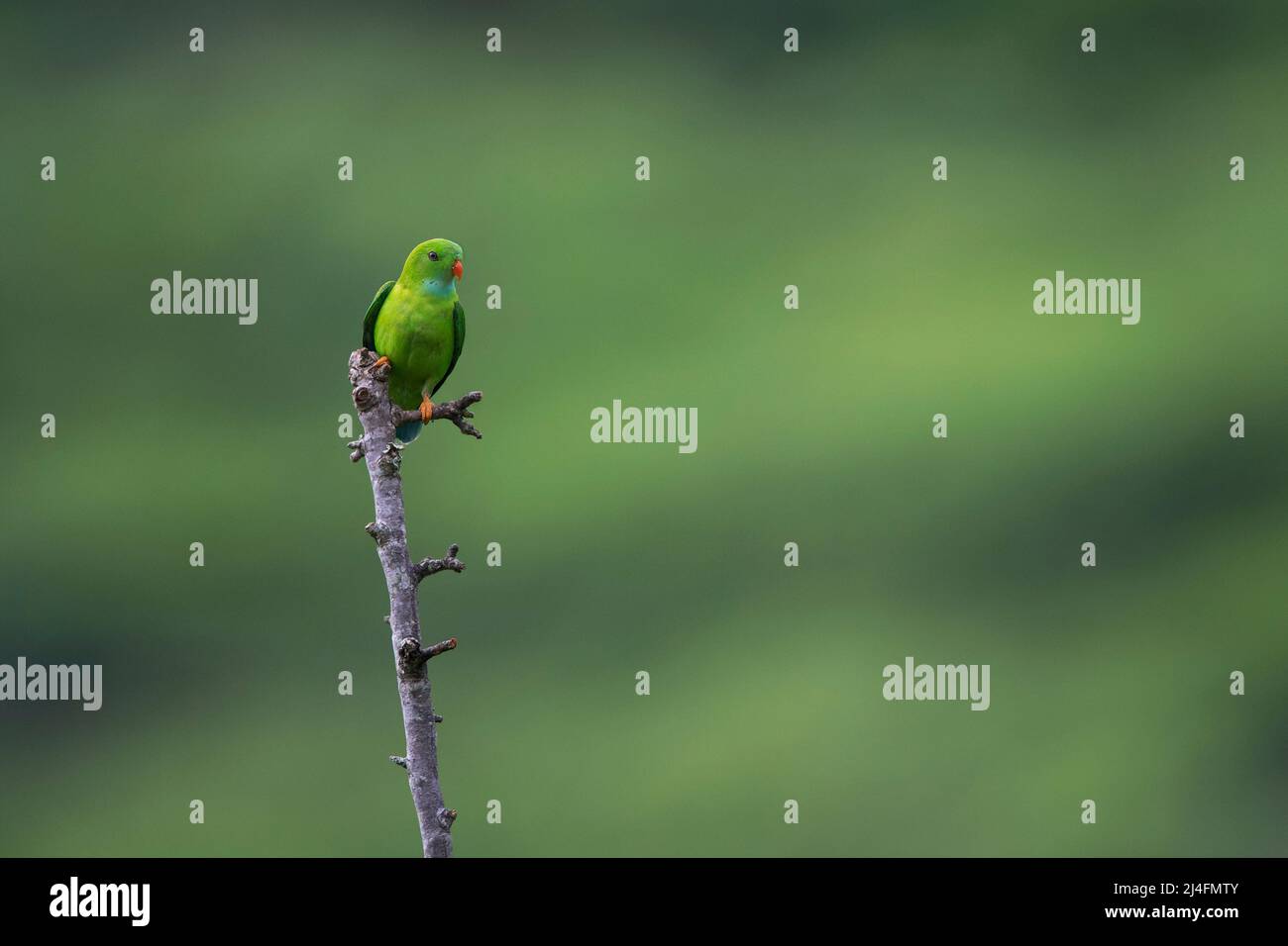 Vernal hanging parrot loriculus vernalis was taken in coonoor hi-res ...