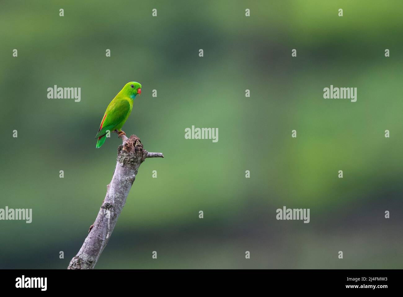 The image of vernal hanging parrot (Loriculus vernalis) was taken in ...